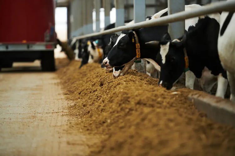 Total mixed ration in dairy cow feed: a review